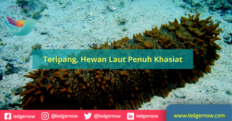Teripang, Hewan Laut Penuh Khasiat - BAJO.id